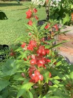 Edible Landscaping Ideas for Any Yard - Countryside